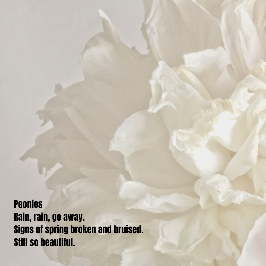 A Year of Haikus: Reflections on 52 Frames